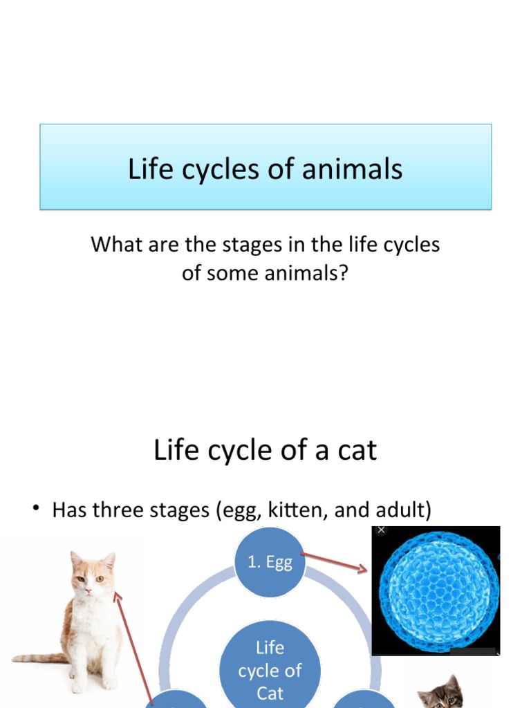 Life Cycles of Animals Life Cycles of Animals | PDF