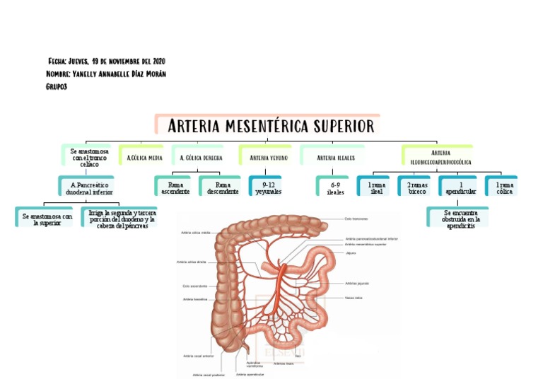 Arteria Mesenterica Superior | PDF