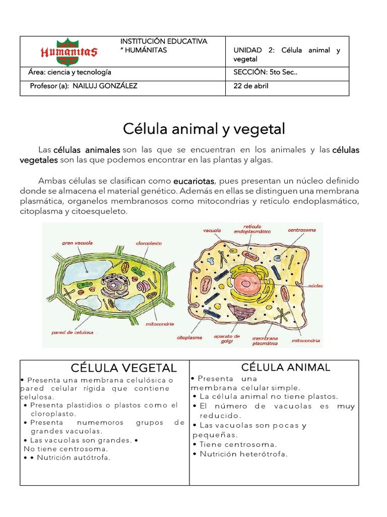 Celula Animal y Vegetal | PDF | Plantas | Biología Celular)