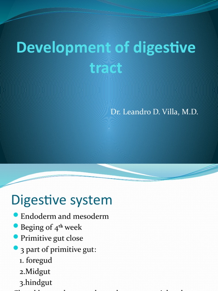 Development of Digestive Tract | PDF | Human Digestive System | Pancreas