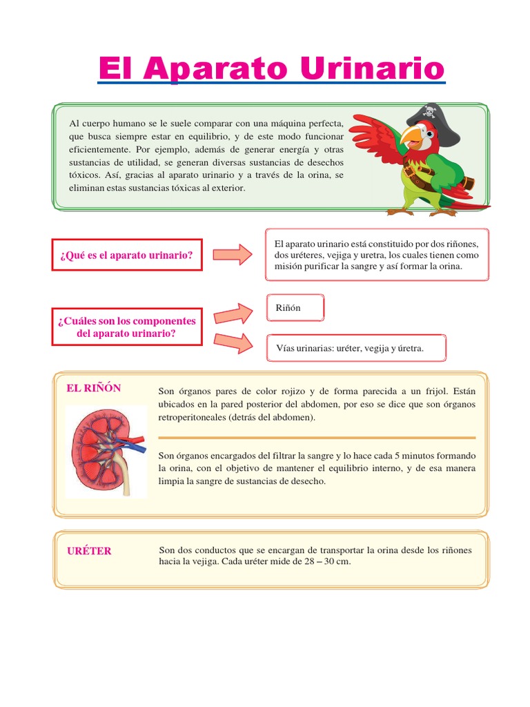 El Aparato Urinario para Quinto de Primaria | PDF | Sistema urinario | Riñón