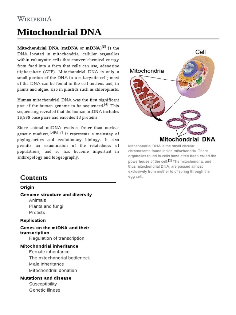Mitochondrial Dna (Mtdna or Mdna) | PDF | Mitochondrial Dna | Ribosomal Rna