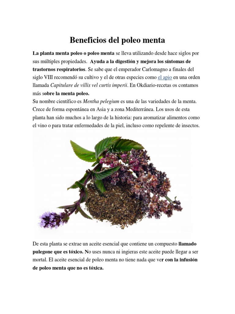 Beneficios Del Poleo Menta | PDF