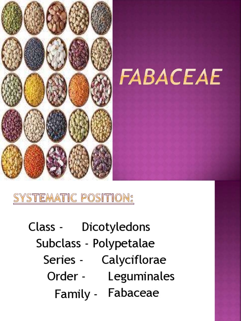 Overview of Fabaceae Family Characteristics | PDF | Petal | Leaf