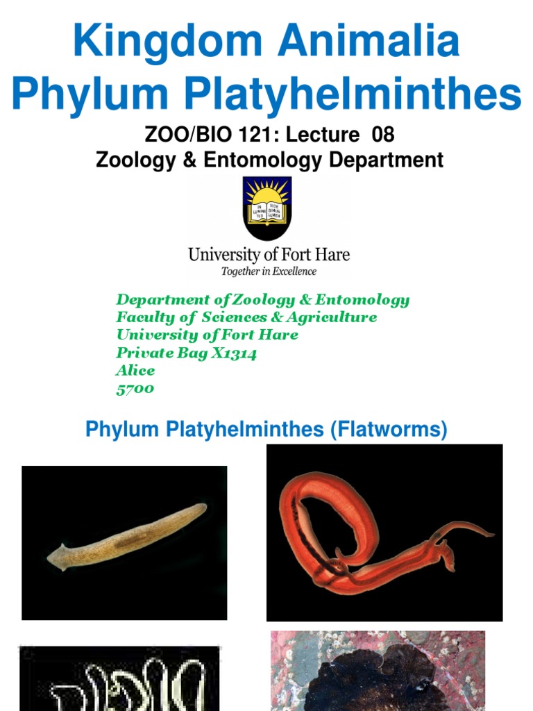 BIO 121 (Phylum Platyhelminthes) | PDF | Protostomes | Biology