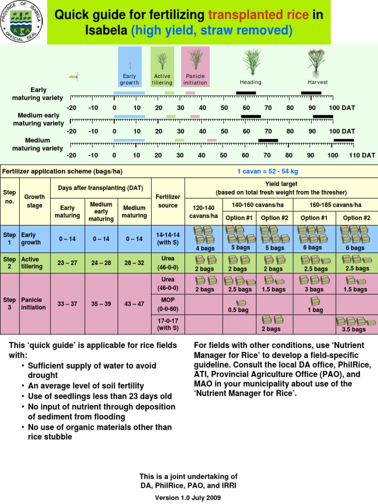 Quick Guide For Fertilizing Transplanted Rice in Isabela (High Yield ...