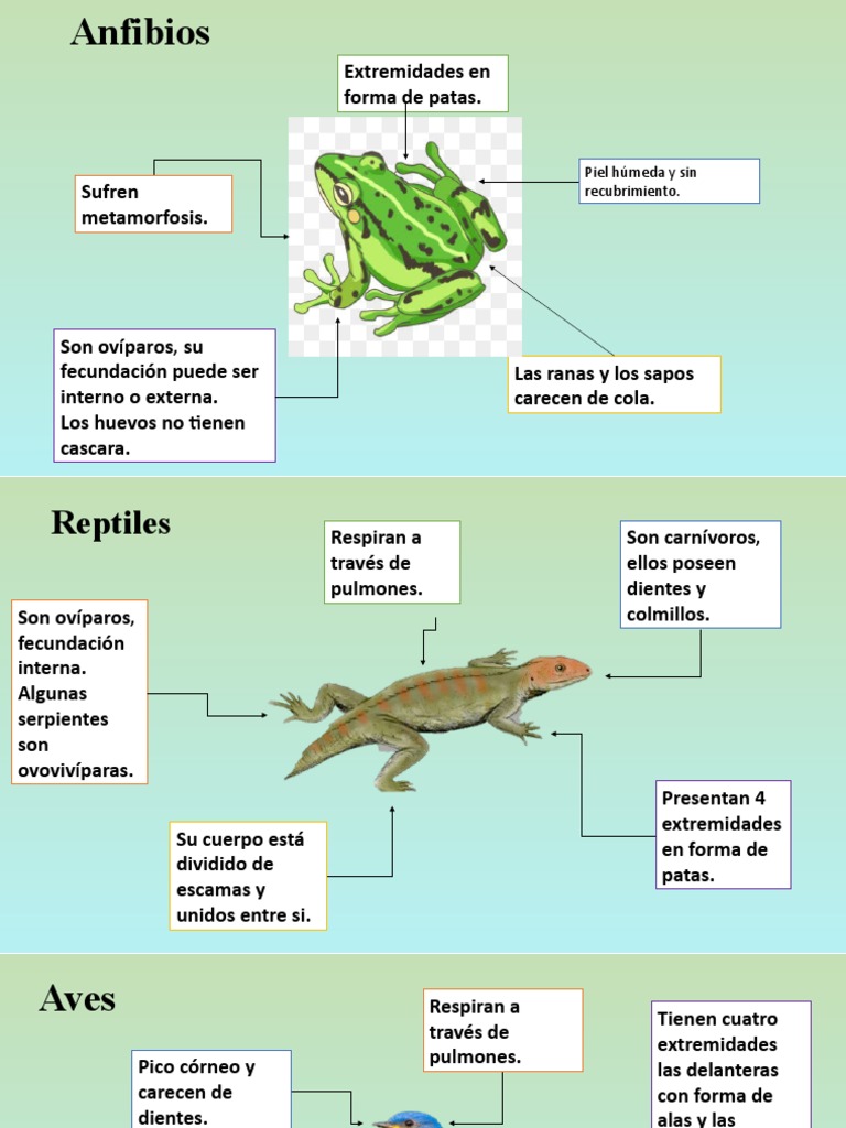 Anfibios | PDF | Anfibio | Zoología