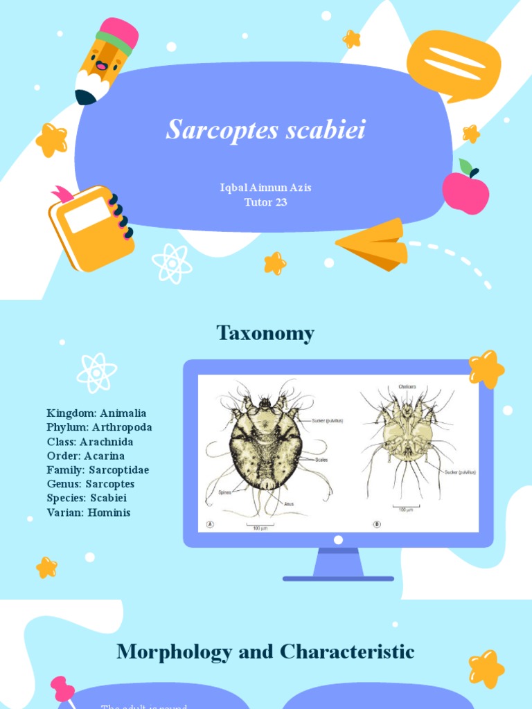 Sarcoptes Scabiei Life Cycle Overview | PDF | Science & Mathematics