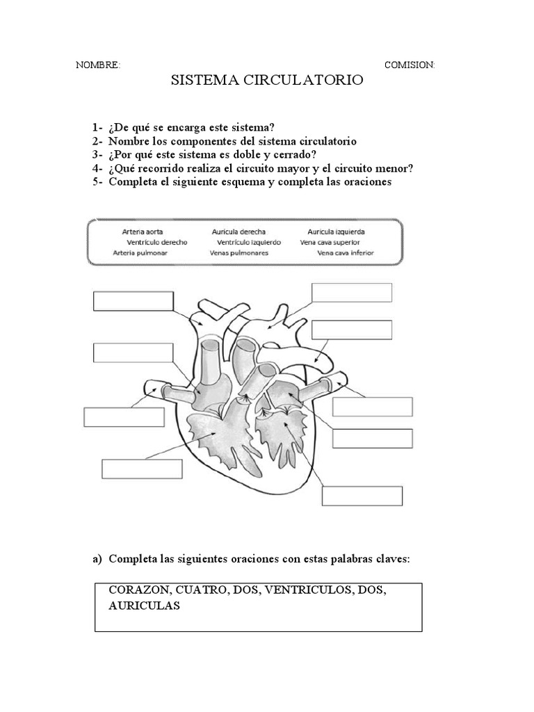Esquema y Componentes del Sistema Circulatorio | PDF