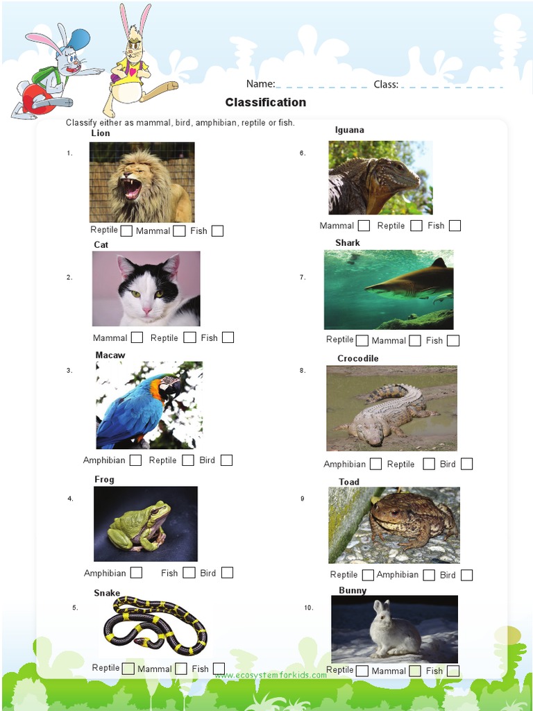 Classify Mammals Birds Fish Amphibians | PDF | Wellness | Science ...