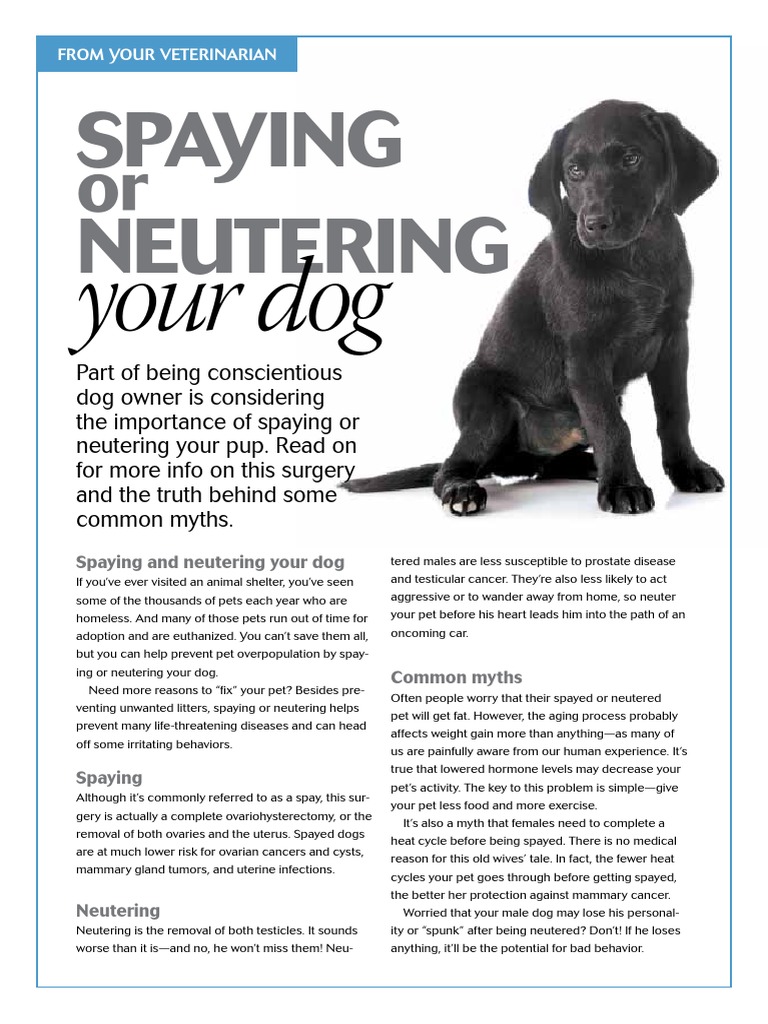 Canine Surgery | PDF | Neutering | Medical Specialties