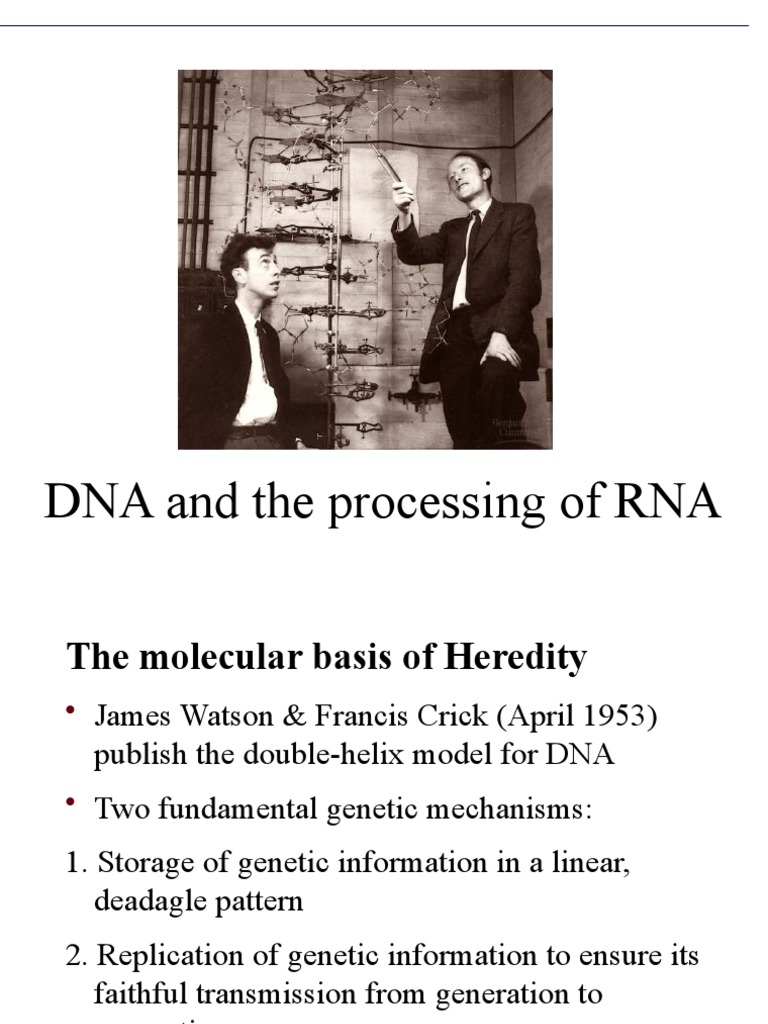 Techno-1.3-The Molecular Basis of Heredity | PDF | Dna Replication ...