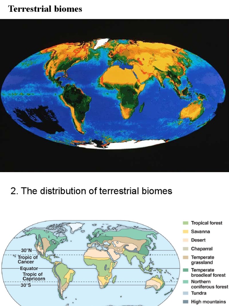 Techno-2.2-Ecology - Terrestrial Biomes | PDF | Rainforest | Forests