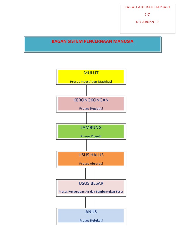 Proses Pencernaan dan Defekasi Manusia | PDF