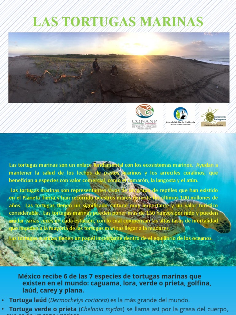 Protección y Datos de Tortugas Marinas | PDF | Tortuga marina | Tortuga