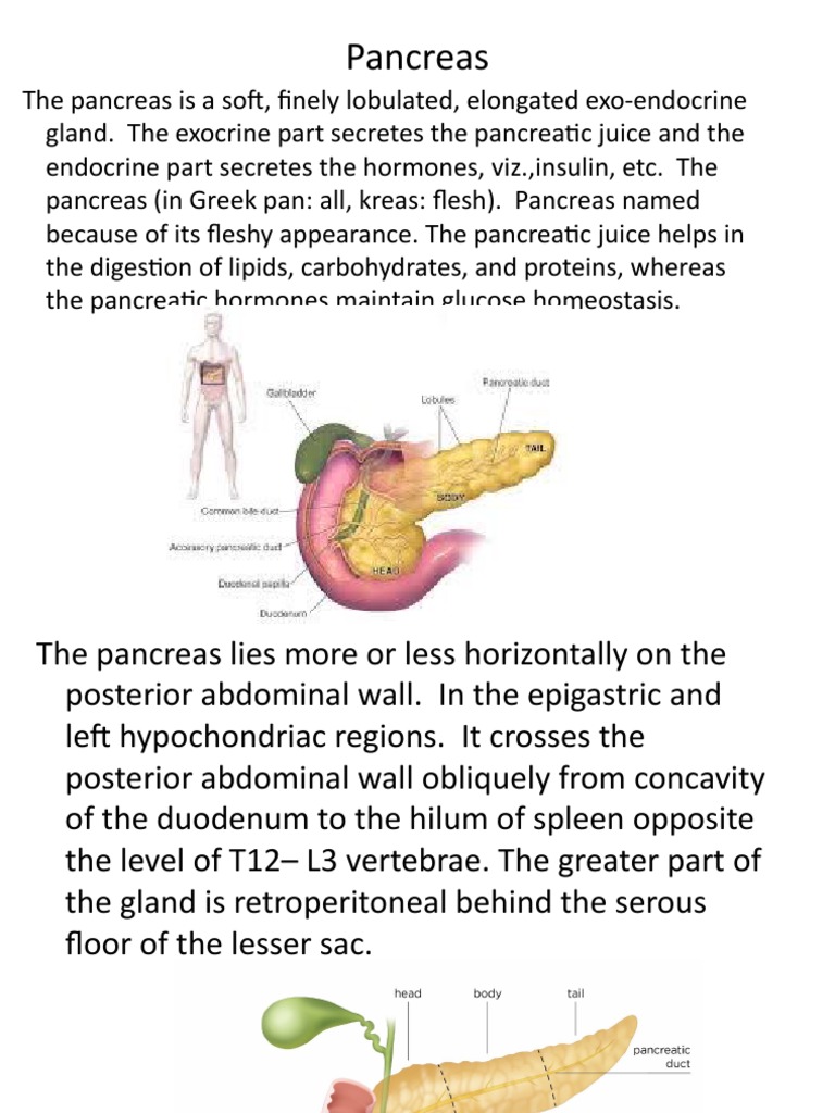 პანკრეასი | PDF | Pancreas | Digestive System