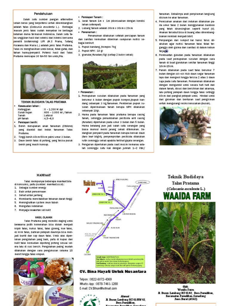Teknik Budidaya Talas Pratama | PDF