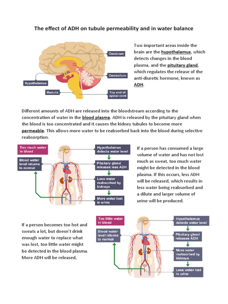 ADH's Role in Water Regulation | PDF | Endocrinology | Physiology