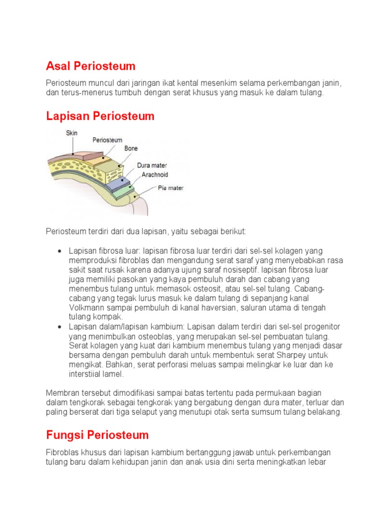 Asal Periosteum | PDF