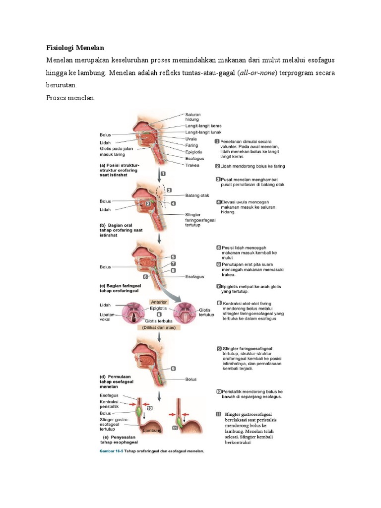 Fisiologi Menelan | PDF