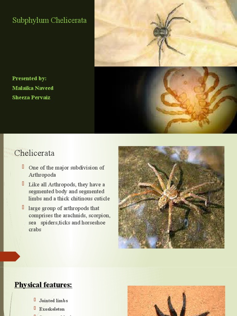 Subphylum Chelicerata: Presented By: Malaika Naveed Sheeza Pervaiz ...