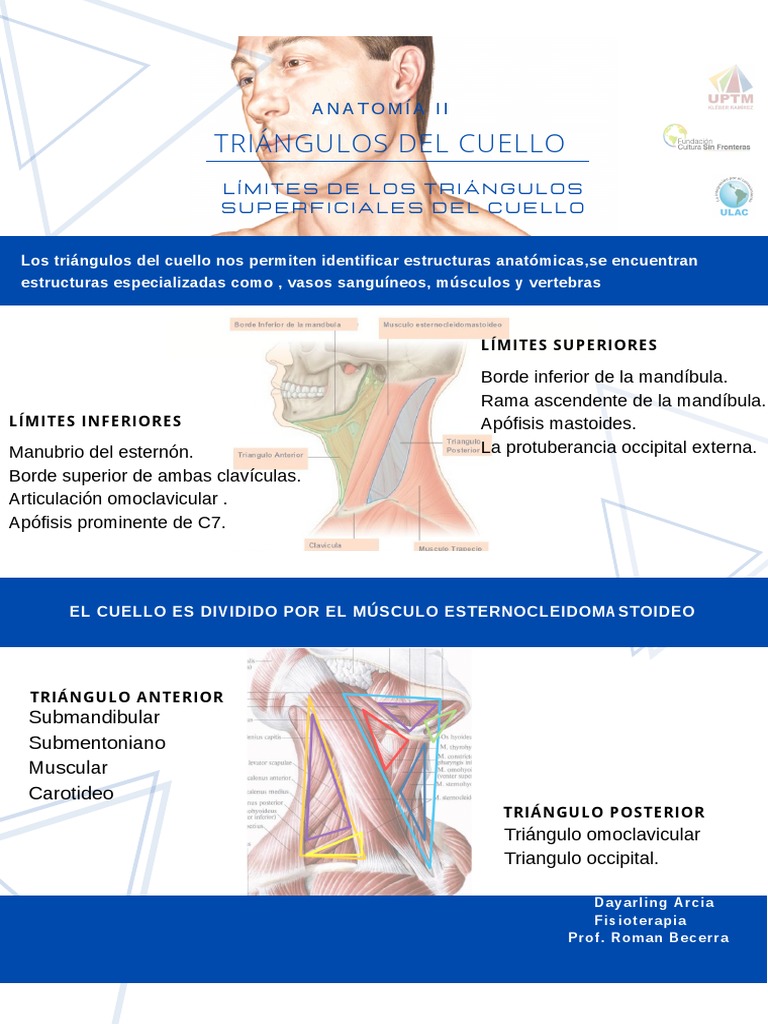 Triángulo Omoclavicular Triangulo Occipital. | PDF | Salud y bienestar