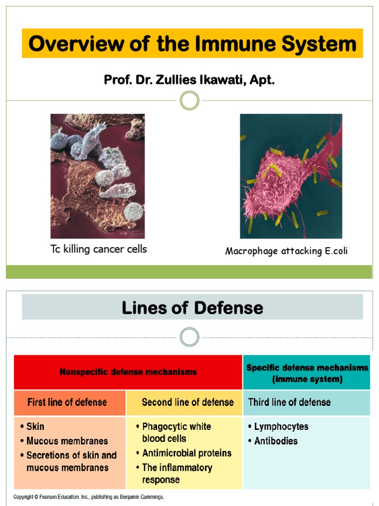Overview of The Immune System 2020 | PDF | Immune System | T Cell