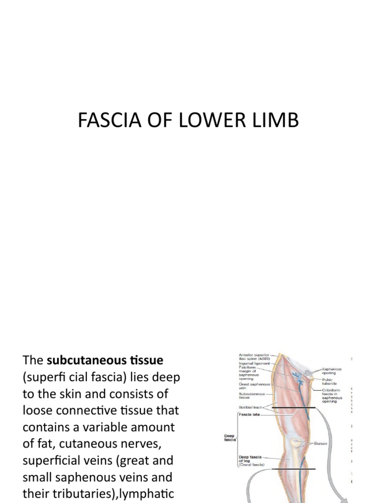 Fascia of Lower Limb | PDF | Human Leg | Musculoskeletal System