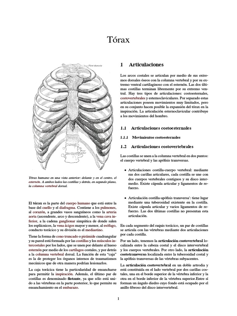 WIKI Tórax | PDF | Tórax | Sistema esquelético