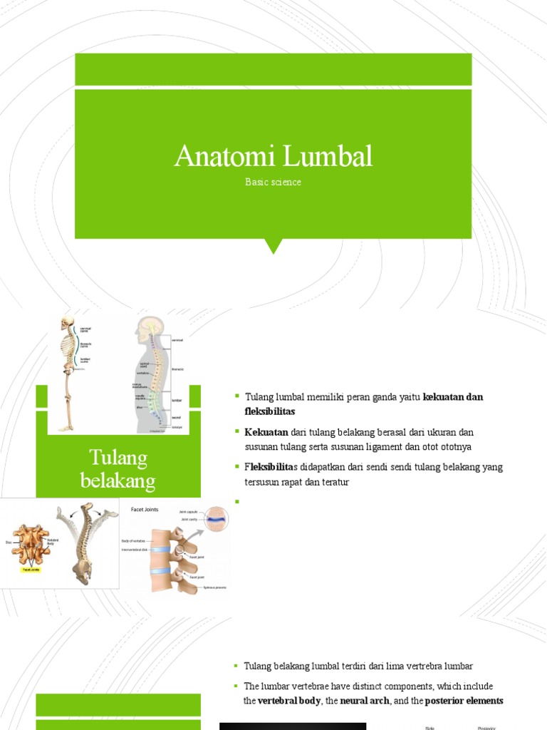 Anatomi Lumbal: Basic Science | PDF | Vertebra | Vertebral Column