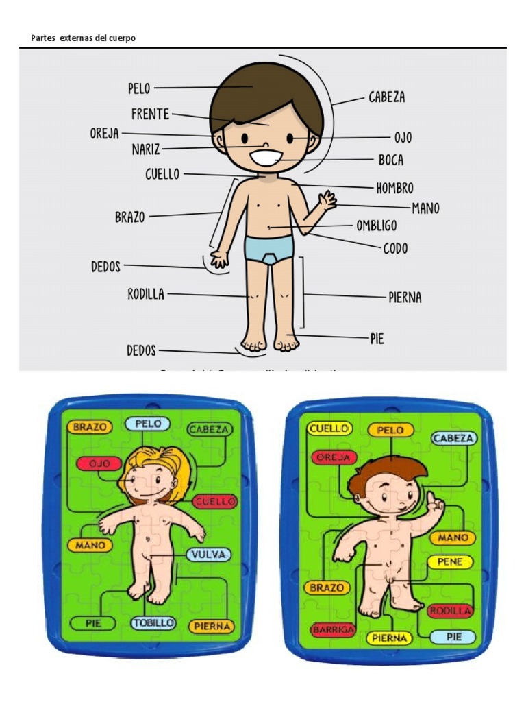 Partes Del Cuerpo Humano Externo El Cuerpo Humano: Partes Del Cuerpo