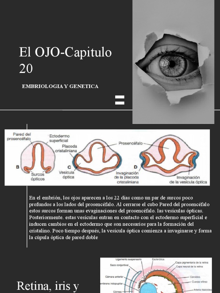 El OJO-Capitulo 20: Embriologia Y Genetica | PDF | Ojo humano ...