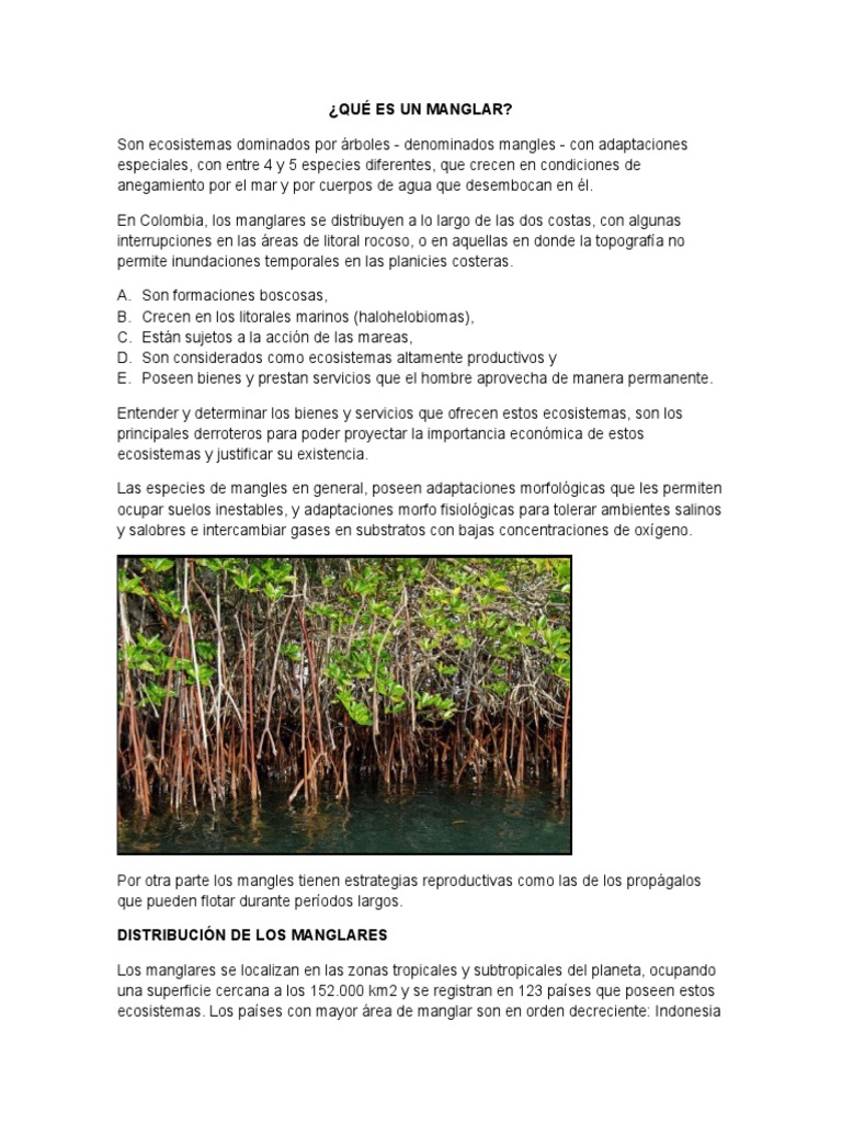 Importancia y características del manglar | PDF | Mangle | Ecorregiones