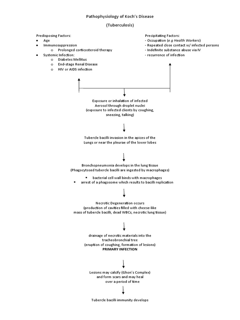 Pathophysiology of Koch's Disease (Tuberculosis) : Primary Infection ...