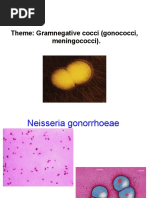 Gram Negative Cocci Flow Chart | PDF | Gram Negative Bacteria | Prokaryote