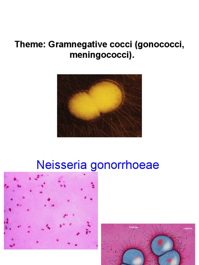 2 Gram - Cocci | PDF | Biology | Microbiology