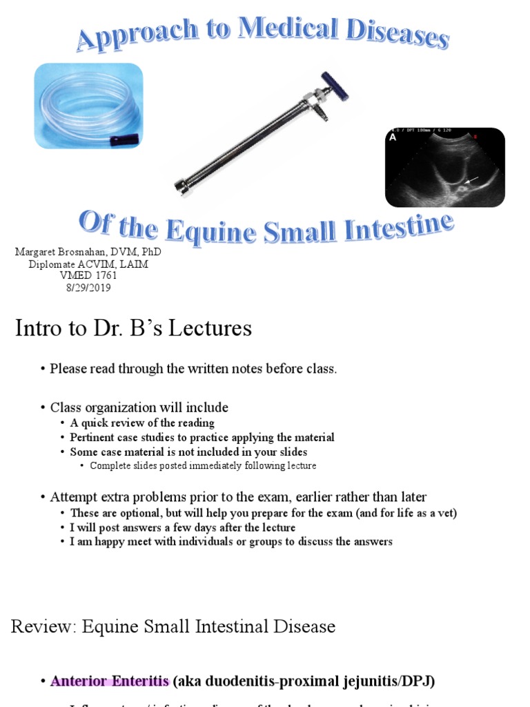 Lecture 3 Approach To Medical Diseases of The Equine Small Intestine ...