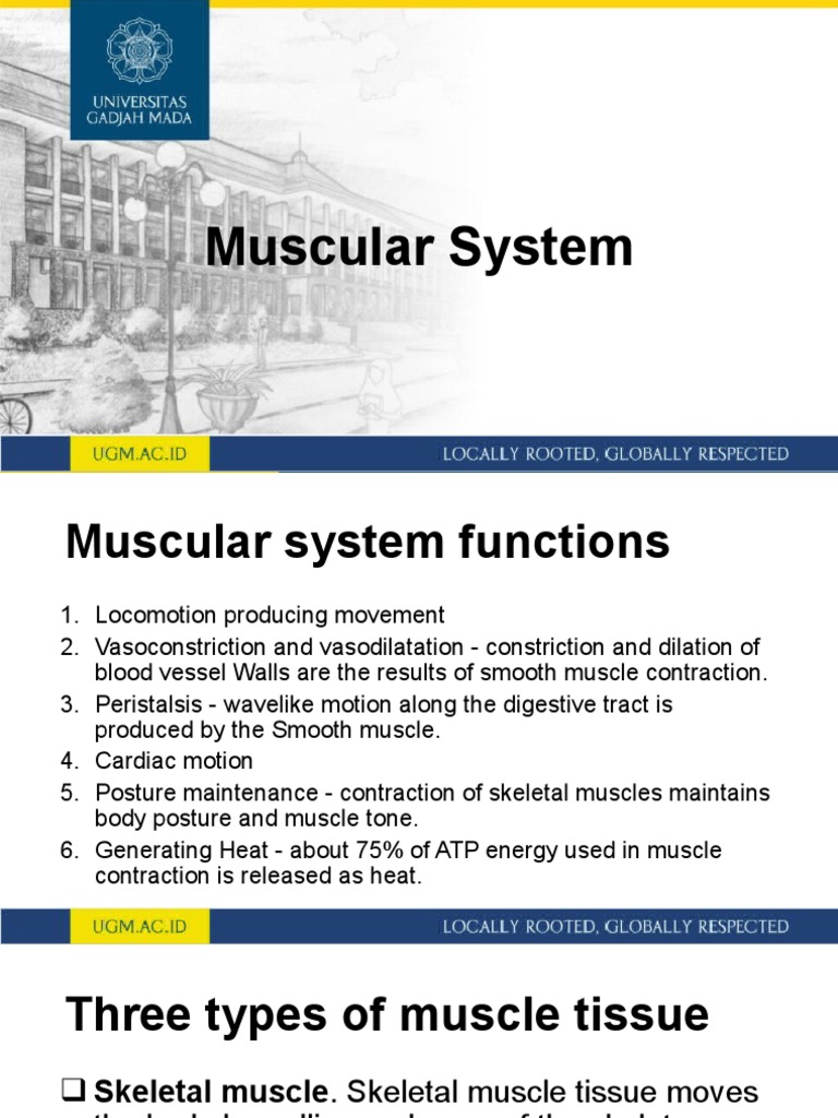 Anatomi Dan Histologi 02 Sistem Muskular | PDF