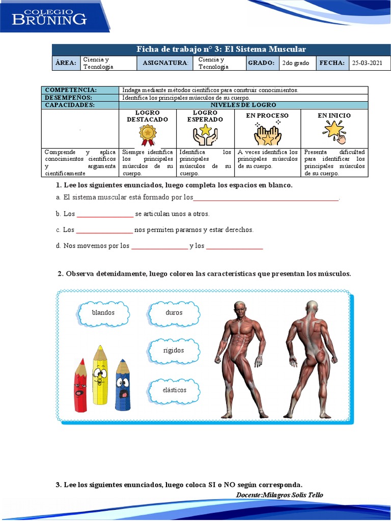 Miss Milagros - Ciencia-El Sistema Muscular | PDF | Músculo | Science