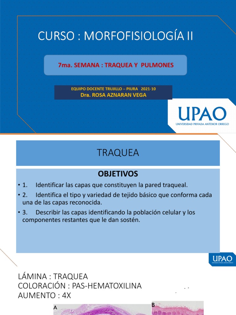 S7 Practica Histologia Morfo Ii Diapositivas | PDF | Pulmón | Respiración