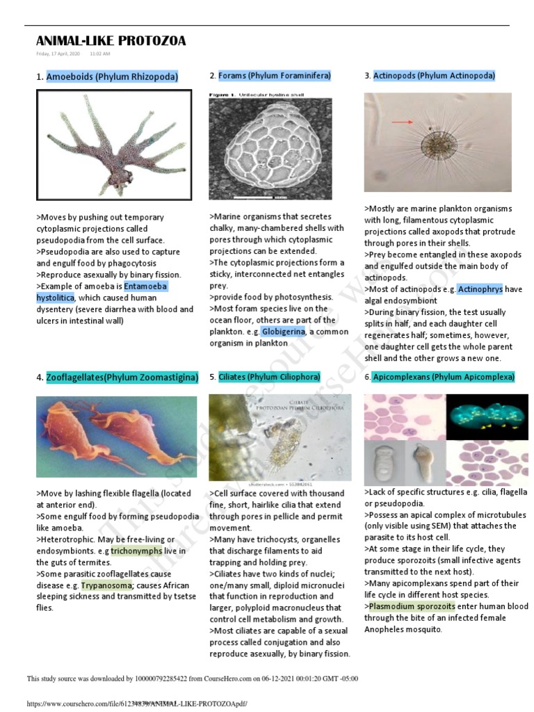 This Study Resource Was: Animal-Like Protozoa | Download Free PDF ...