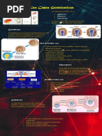 Capas Germinales | PDF | Embrión | Procesos biologicos