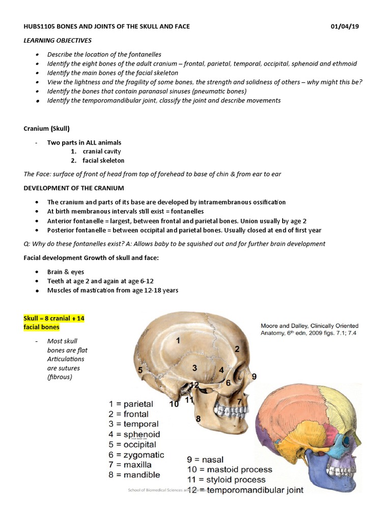 Skull and Facial Bones Overview | PDF | Skull | Human Nose