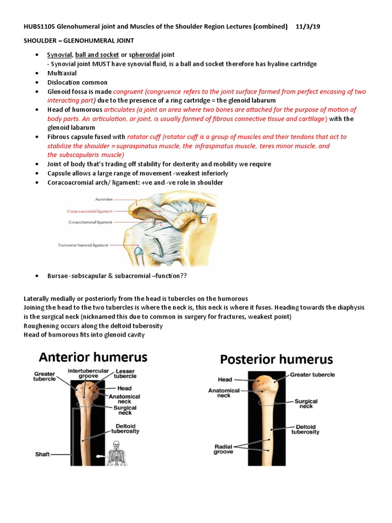 HUBS1105 Glenohumeral Joint and Muscles of The Shoulder Region Lectures ...