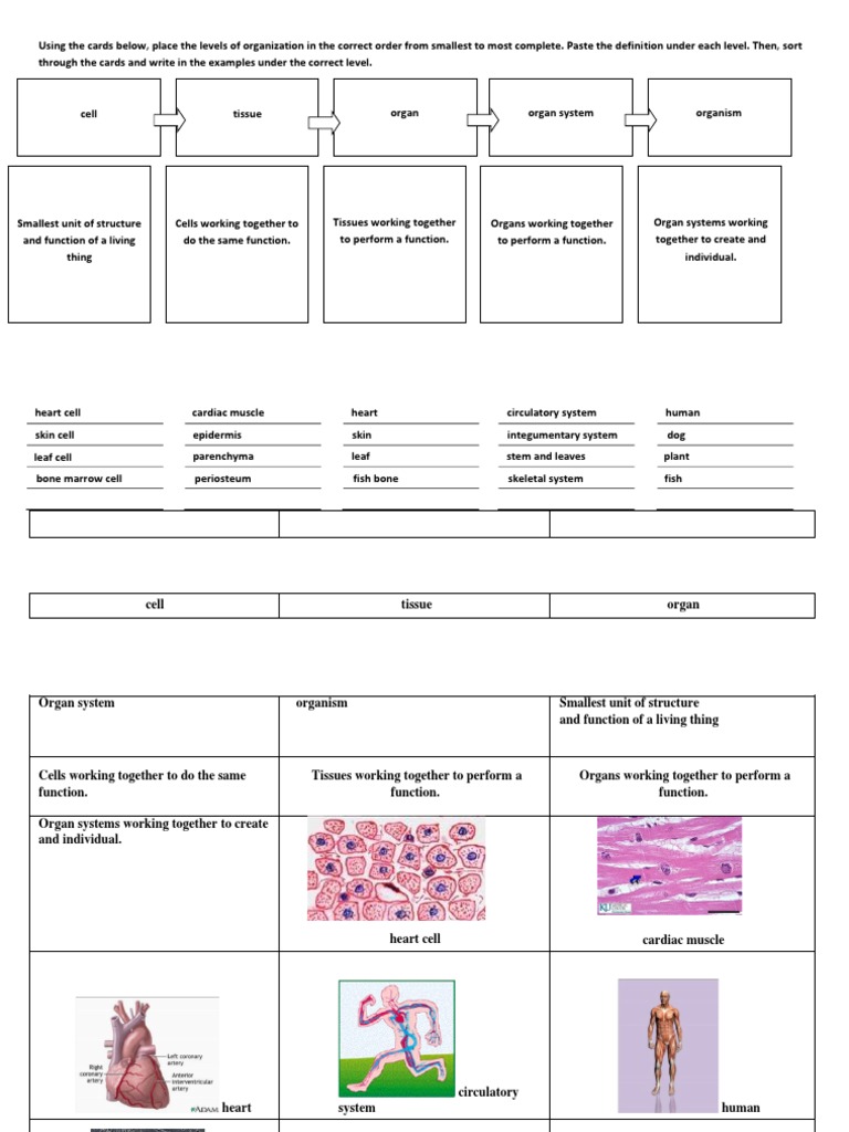 Science - Levels of Organization | PDF | Tissue (Biology) | Organ (Anatomy)