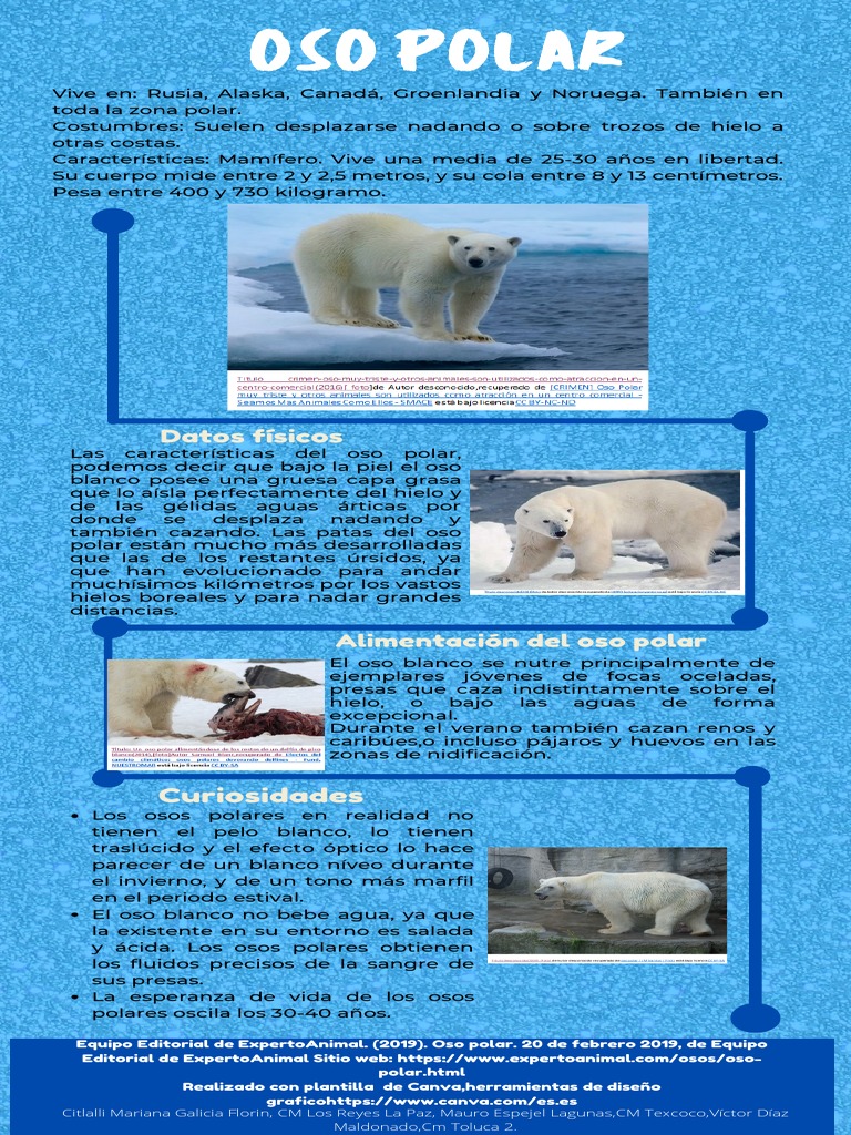 5o Producto Oso Polar | PDF | Hogar, jardinería y bricolaje