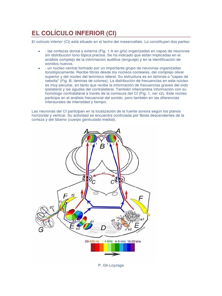 Organización del Colículo Inferior | PDF | Corteza cerebral | Neurona
