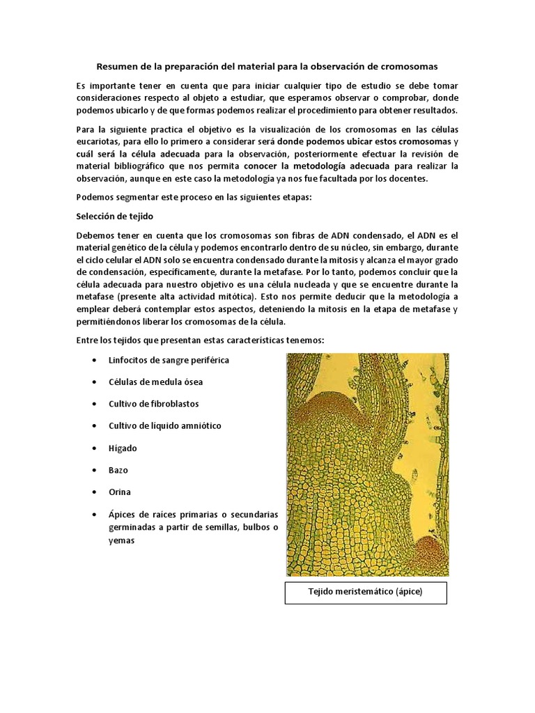 Resumen Citoge para Bitacora | PDF | Cromosoma | Mitosis