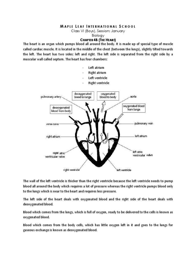 Notes On HEART | Download Free PDF | Ventricle (Heart) | Heart