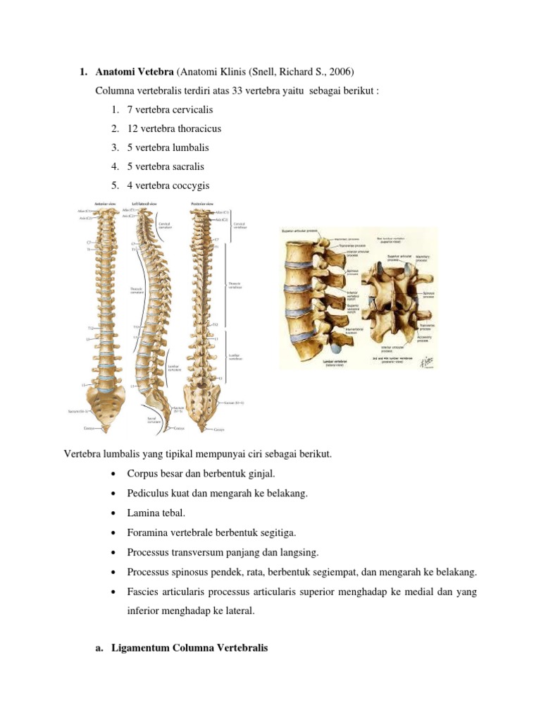 Anatomi Columna Vertebralis Lumbalis | PDF | Ilmu Sosial